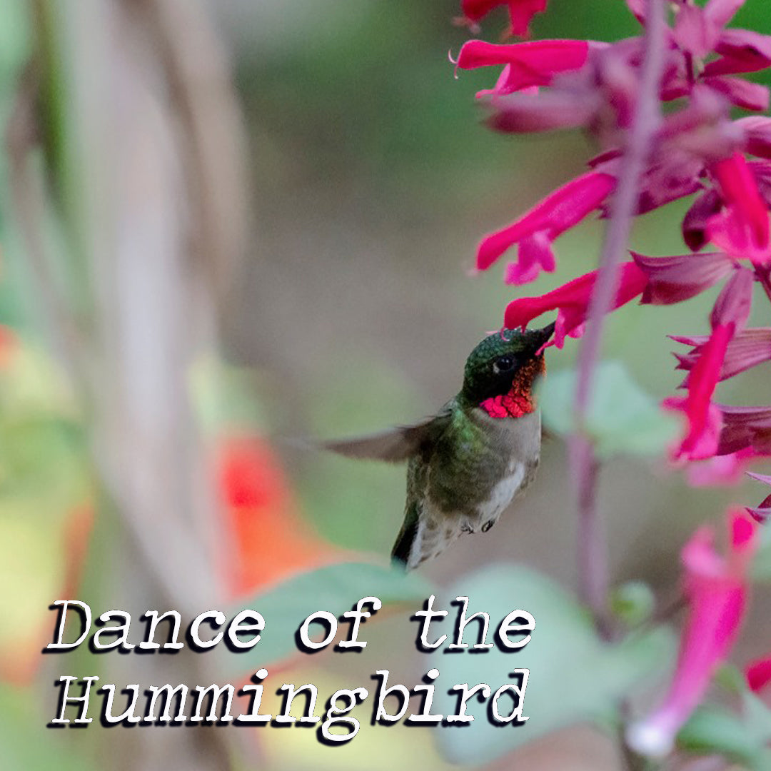The Dance of the Hummingbird – Diane Kennedy